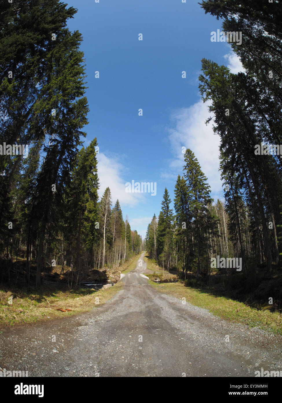 road in spring forest Stock Photo - Alamy
