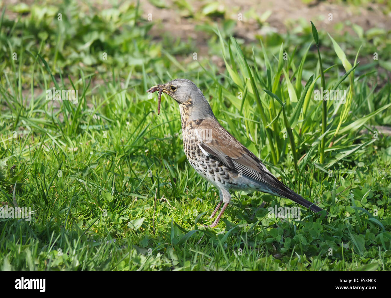 Rowan Hedge High Resolution Stock Photography and Images - Alamy