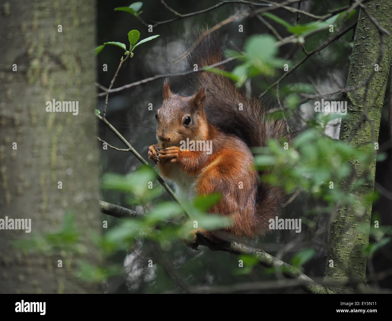 squirrel in the forest Stock Photo - Alamy