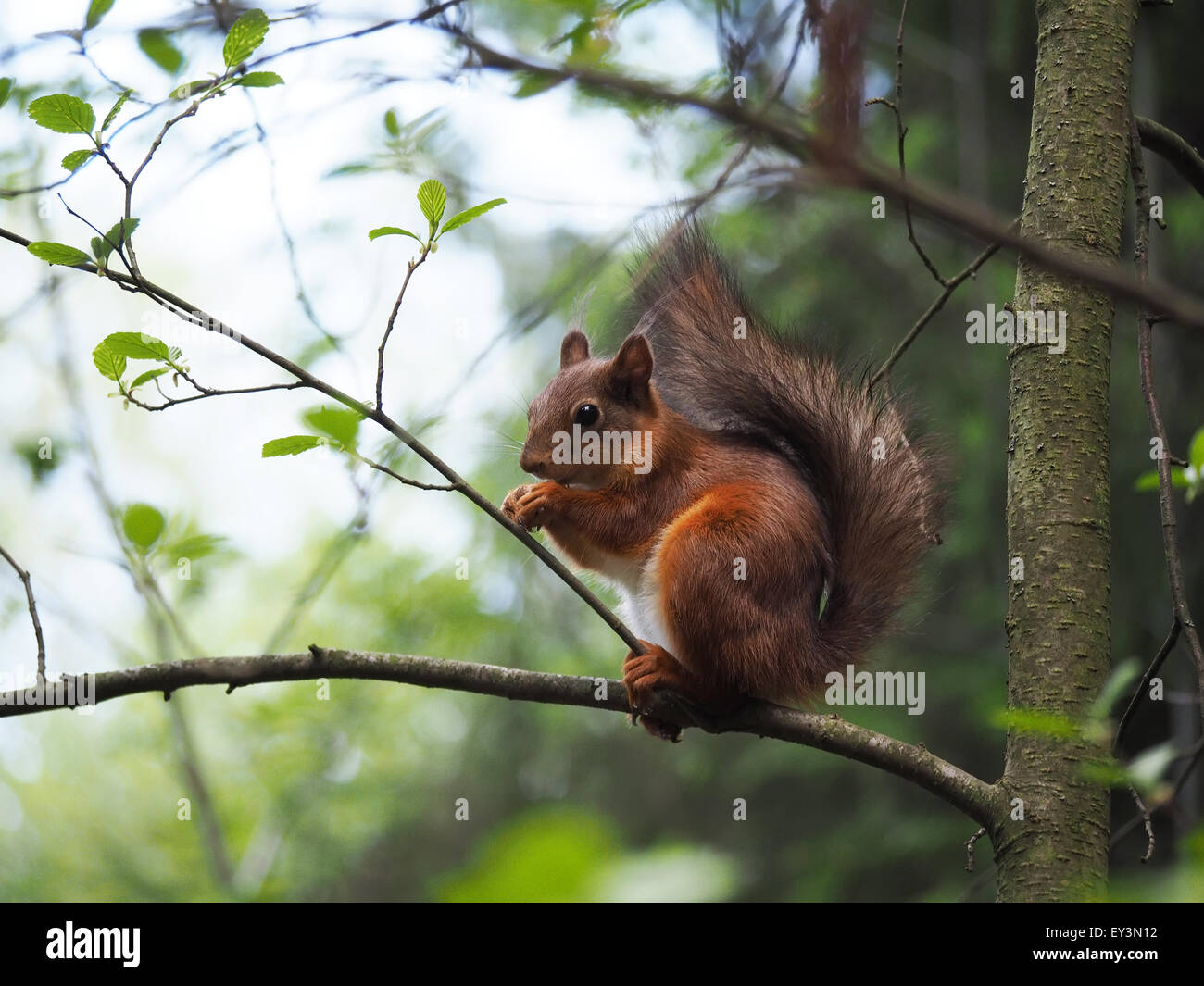 squirrel in the forest Stock Photo - Alamy