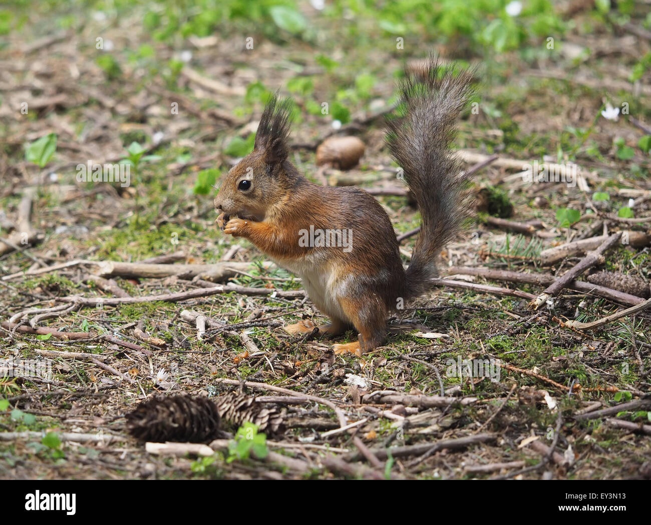 squirrel in the forest Stock Photo - Alamy