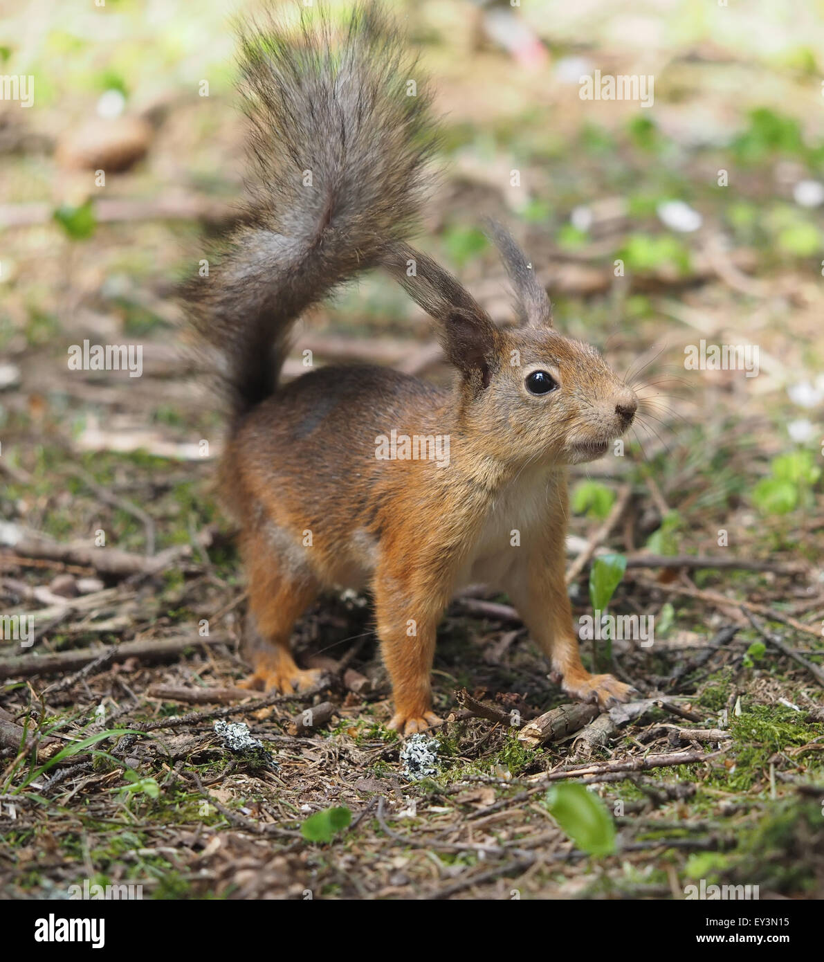 squirrel in the forest Stock Photo - Alamy