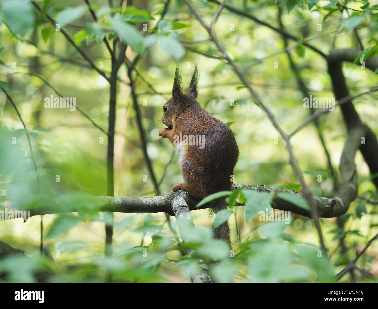 squirrel in the forest Stock Photo - Alamy