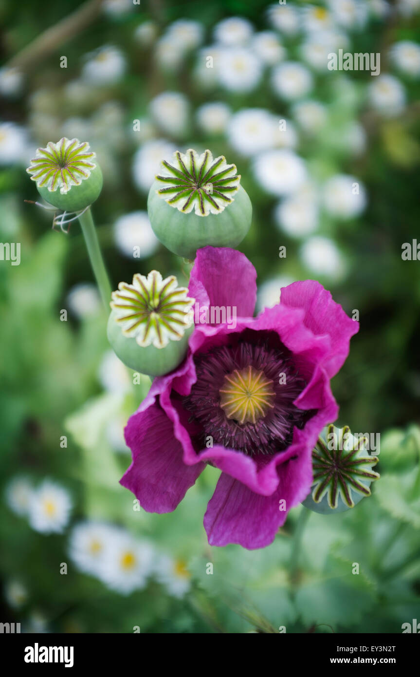 A large purple flowering poppy, Papaver somniferum Stock Photo - Alamy