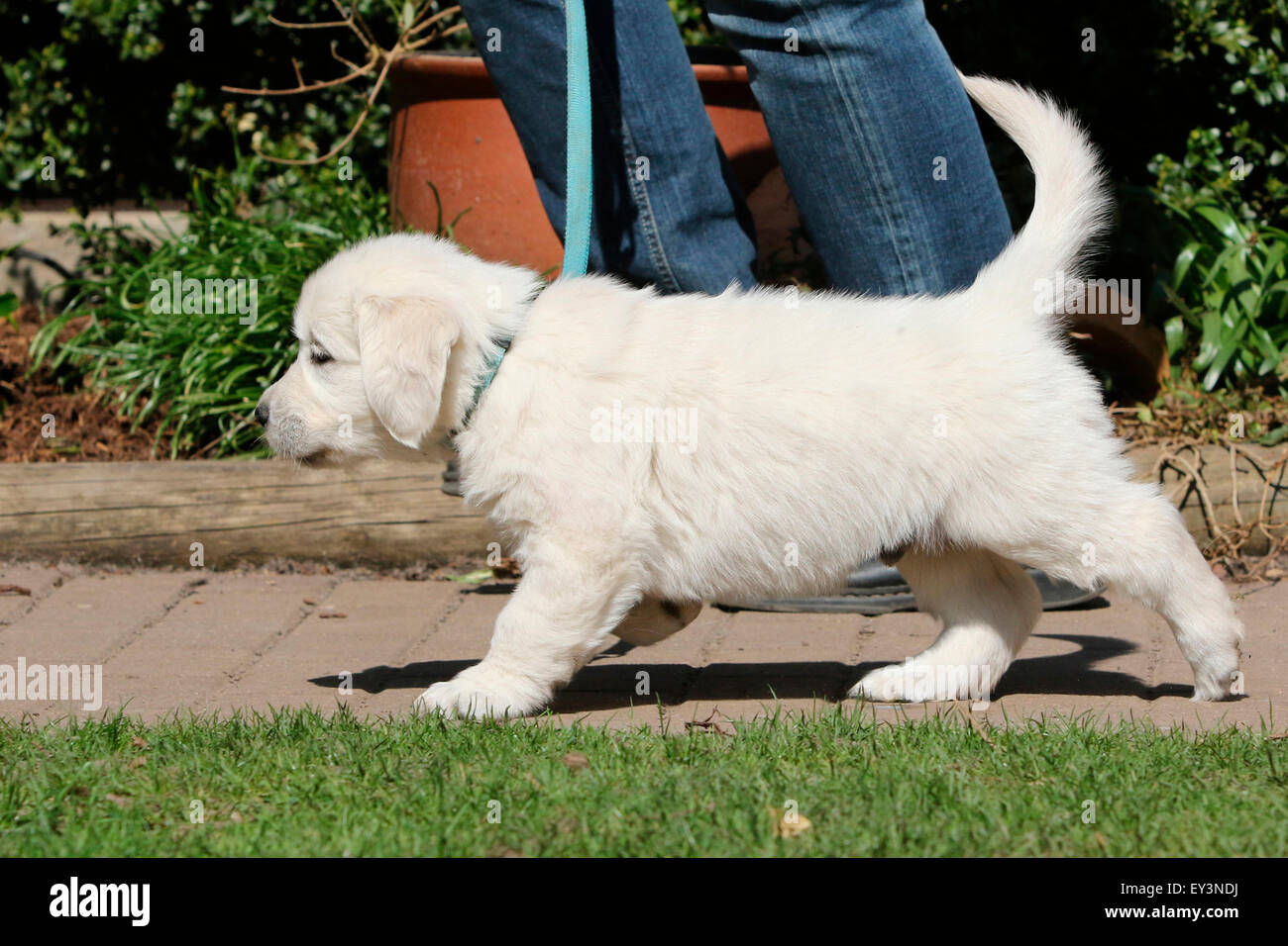 Golden Retriever. Puppy Lino (8 weeks old) learning to walk at lash ...