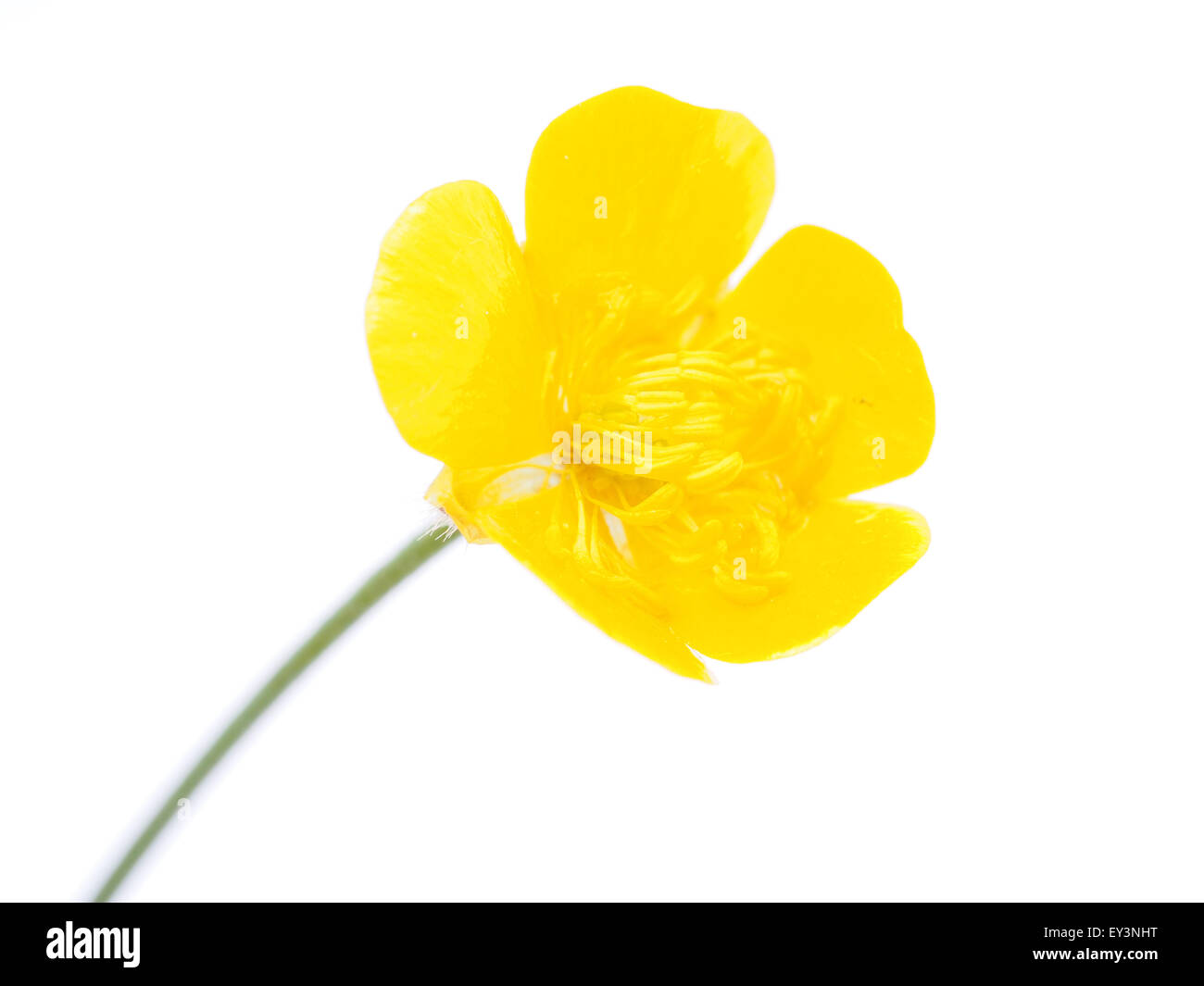 buttercup on a white background Stock Photo - Alamy