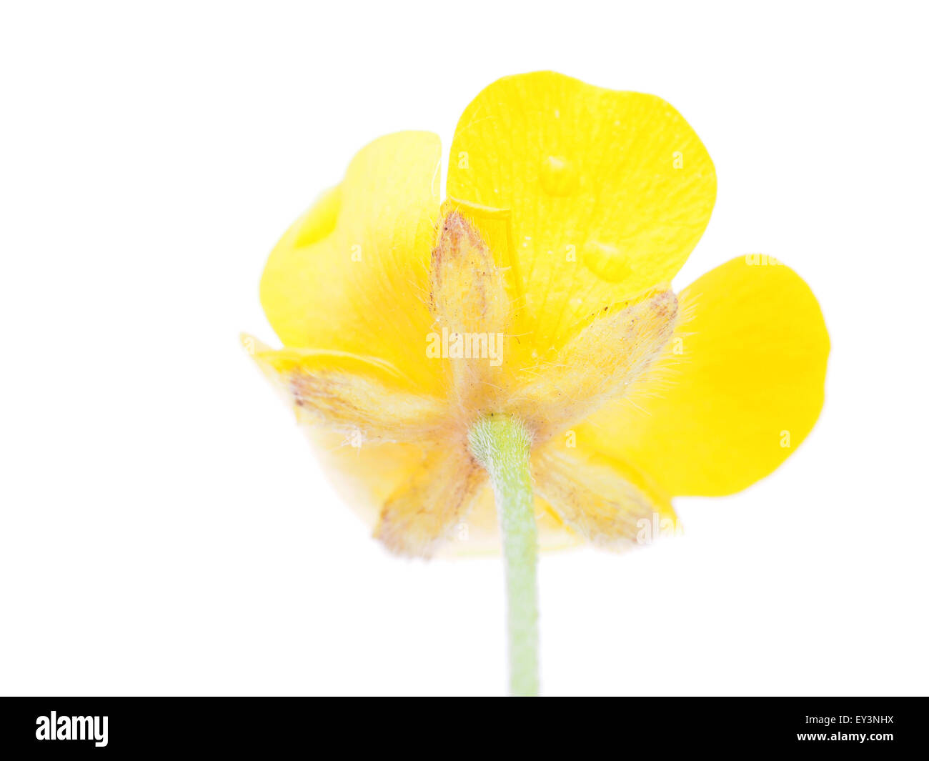 Beautiful close up buttercup Cut Out Stock Images & Pictures - Alamy