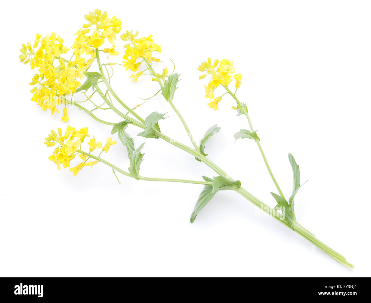 Yellow rocket cress Cut Out Stock Images & Pictures - Alamy