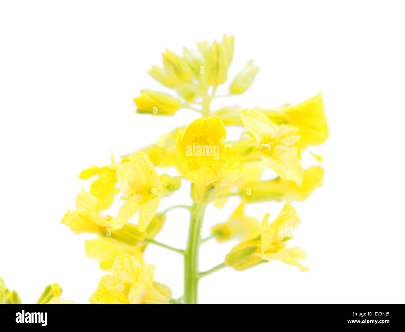 winter cress on white background Stock Photo - Alamy