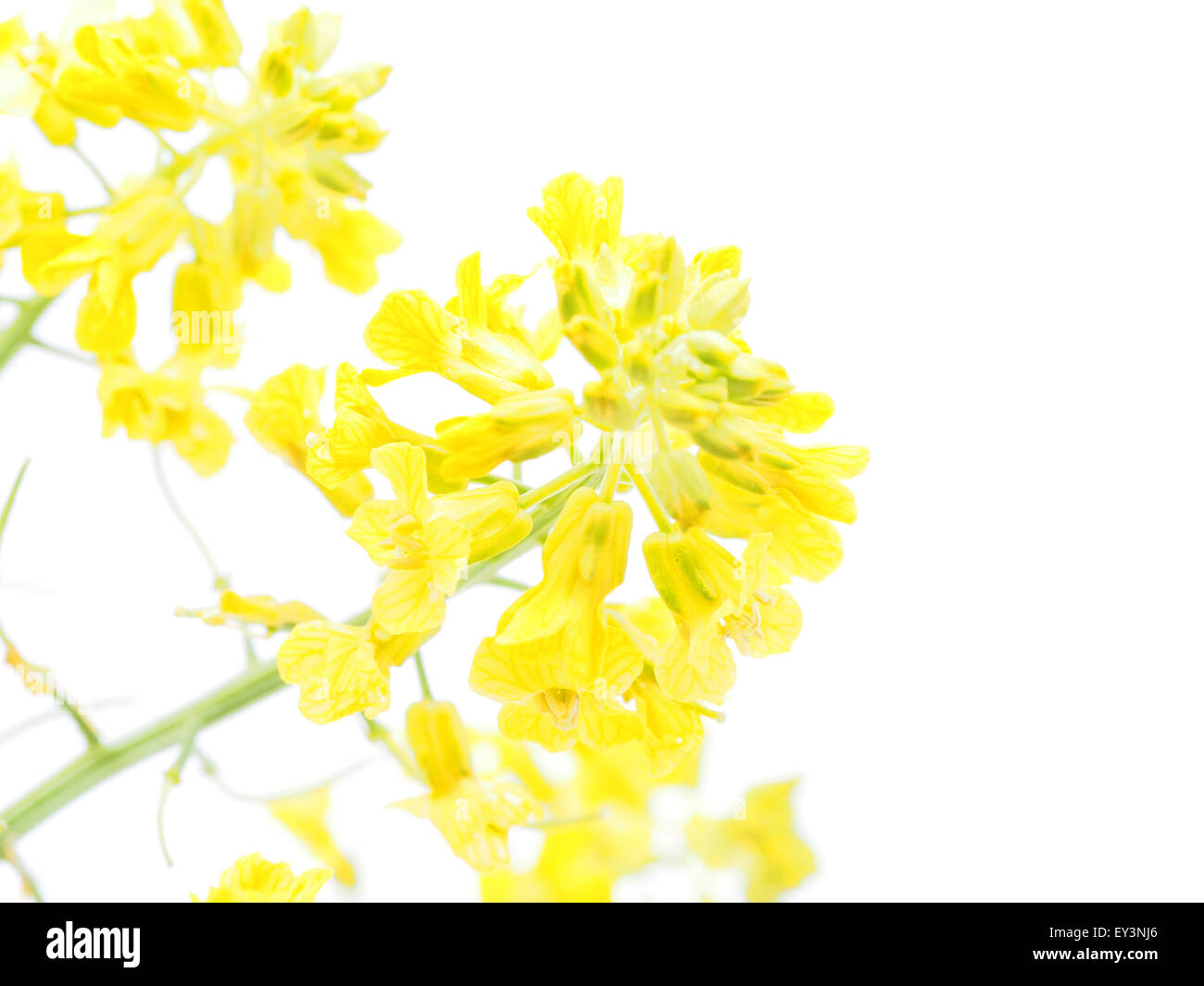 winter cress on white background Stock Photo - Alamy