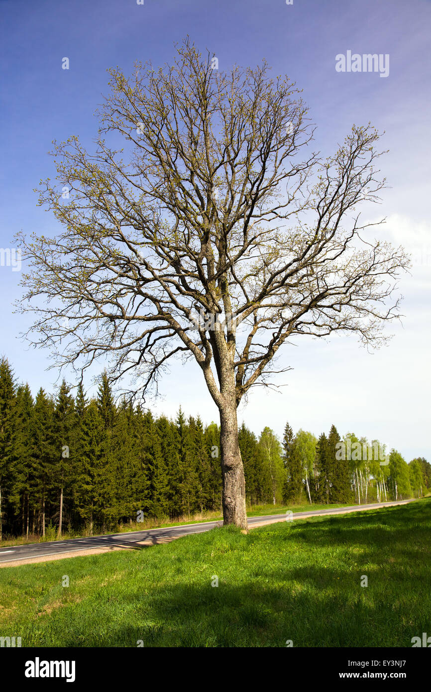 tree in the road. Spring Stock Photo - Alamy