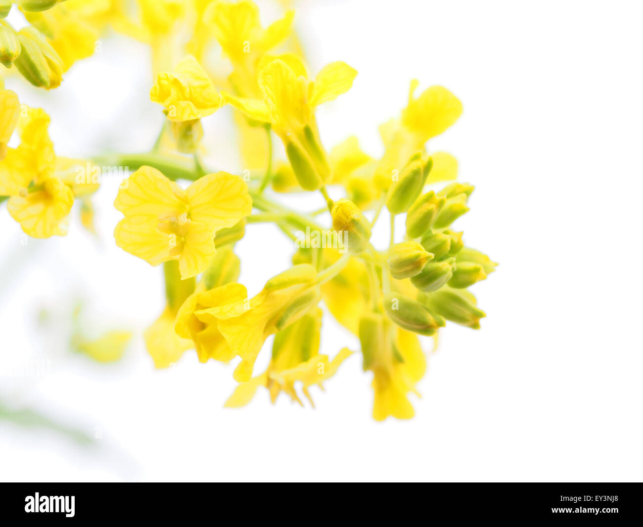 winter cress on white background Stock Photo - Alamy