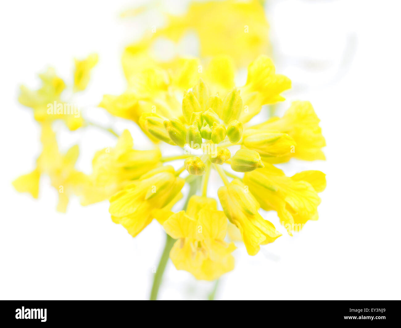 winter cress on white background Stock Photo - Alamy