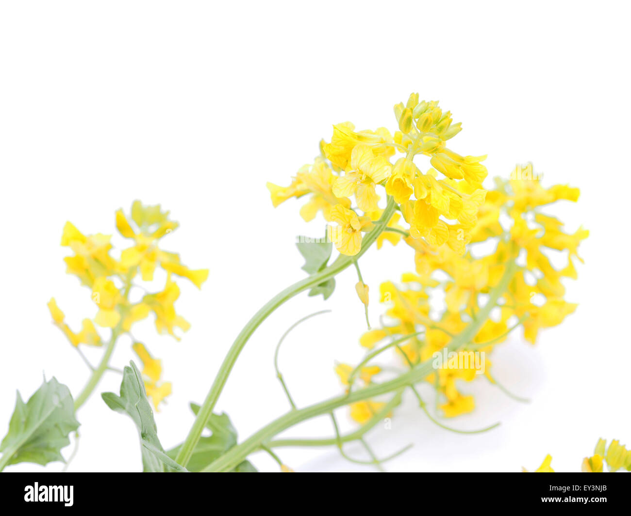 winter cress on white background Stock Photo - Alamy