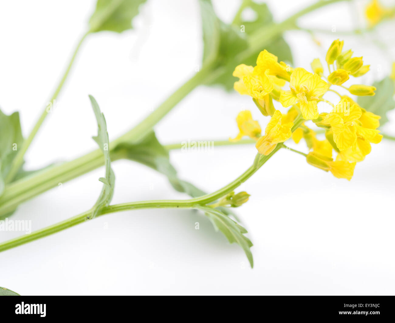 winter cress on white background Stock Photo - Alamy