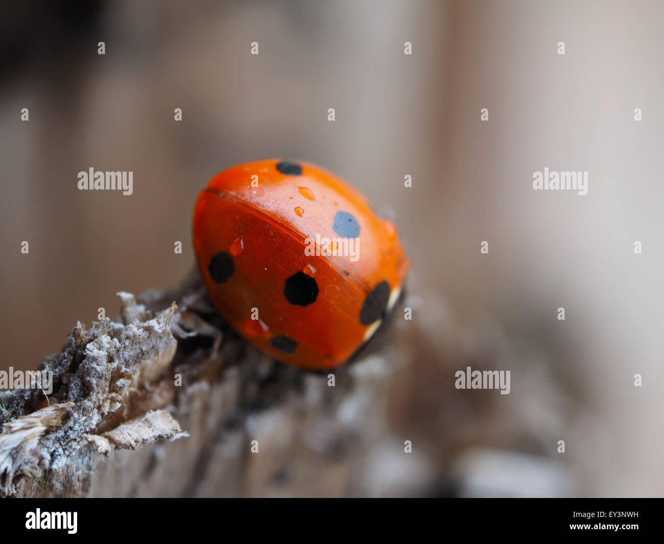 White ladybug hi-res stock photography and images - Alamy