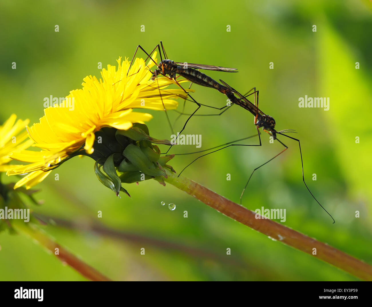 Mosquito crane-fly on flower Stock Photo - Alamy