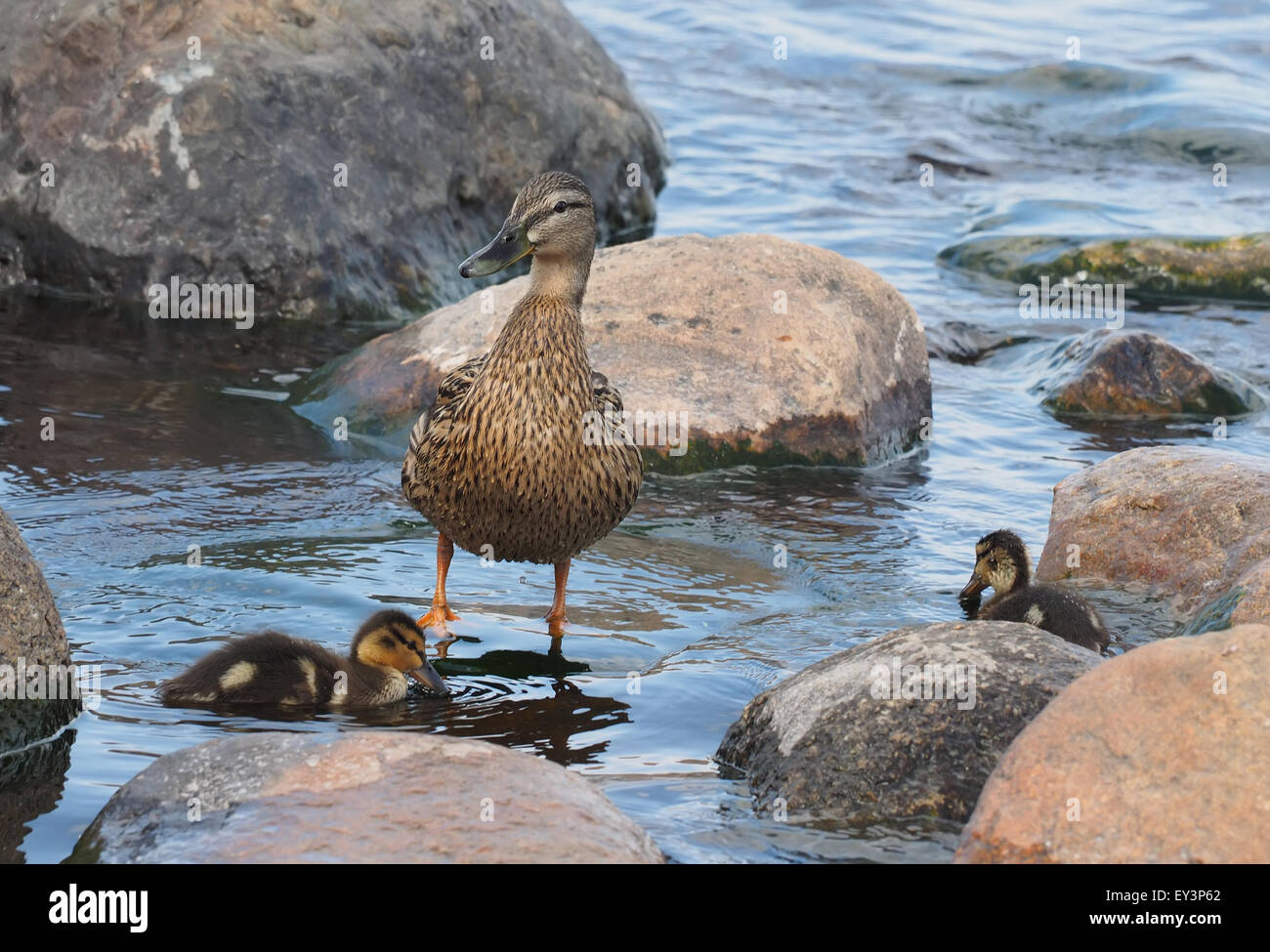 duck on the lake Stock Photo - Alamy