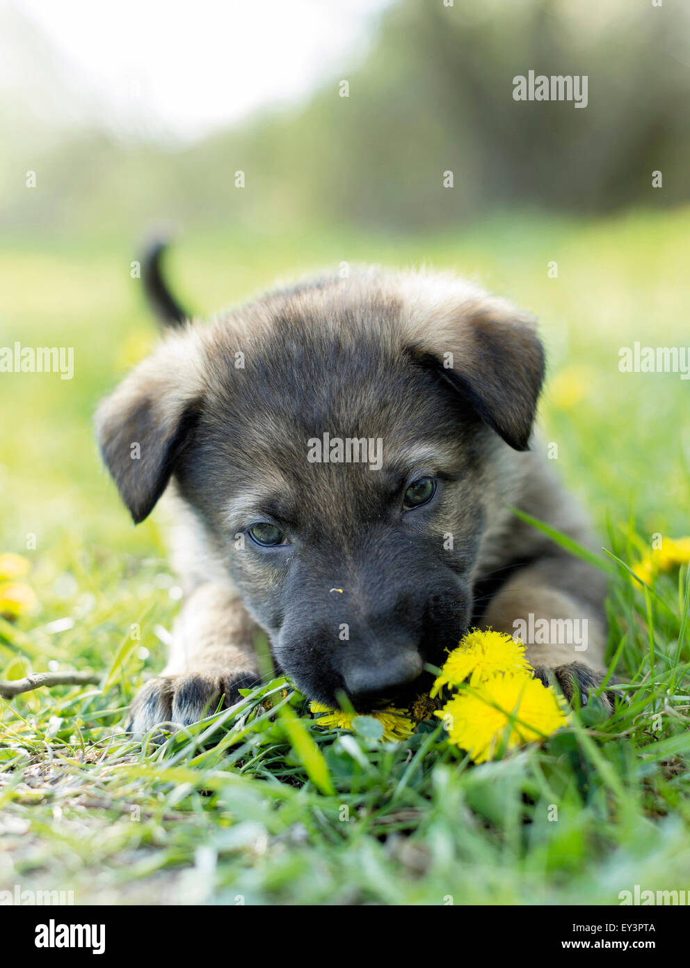 Baby chewing flower hi-res stock photography and images - Alamy