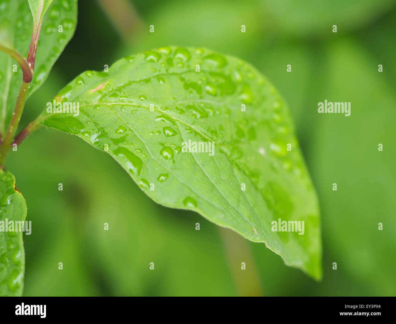 drops on leaves Stock Photo - Alamy