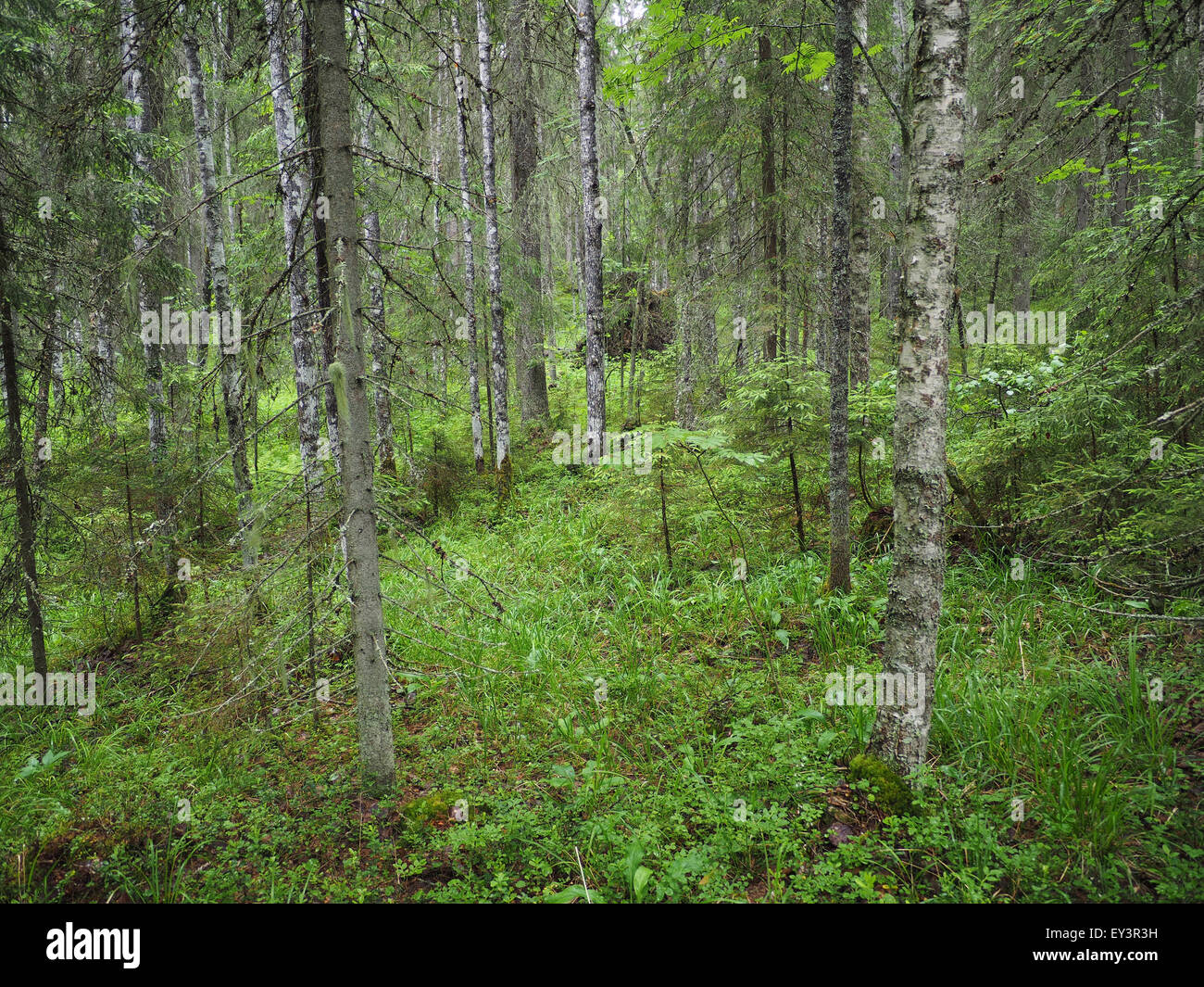 Taiga mountains hi-res stock photography and images - Alamy