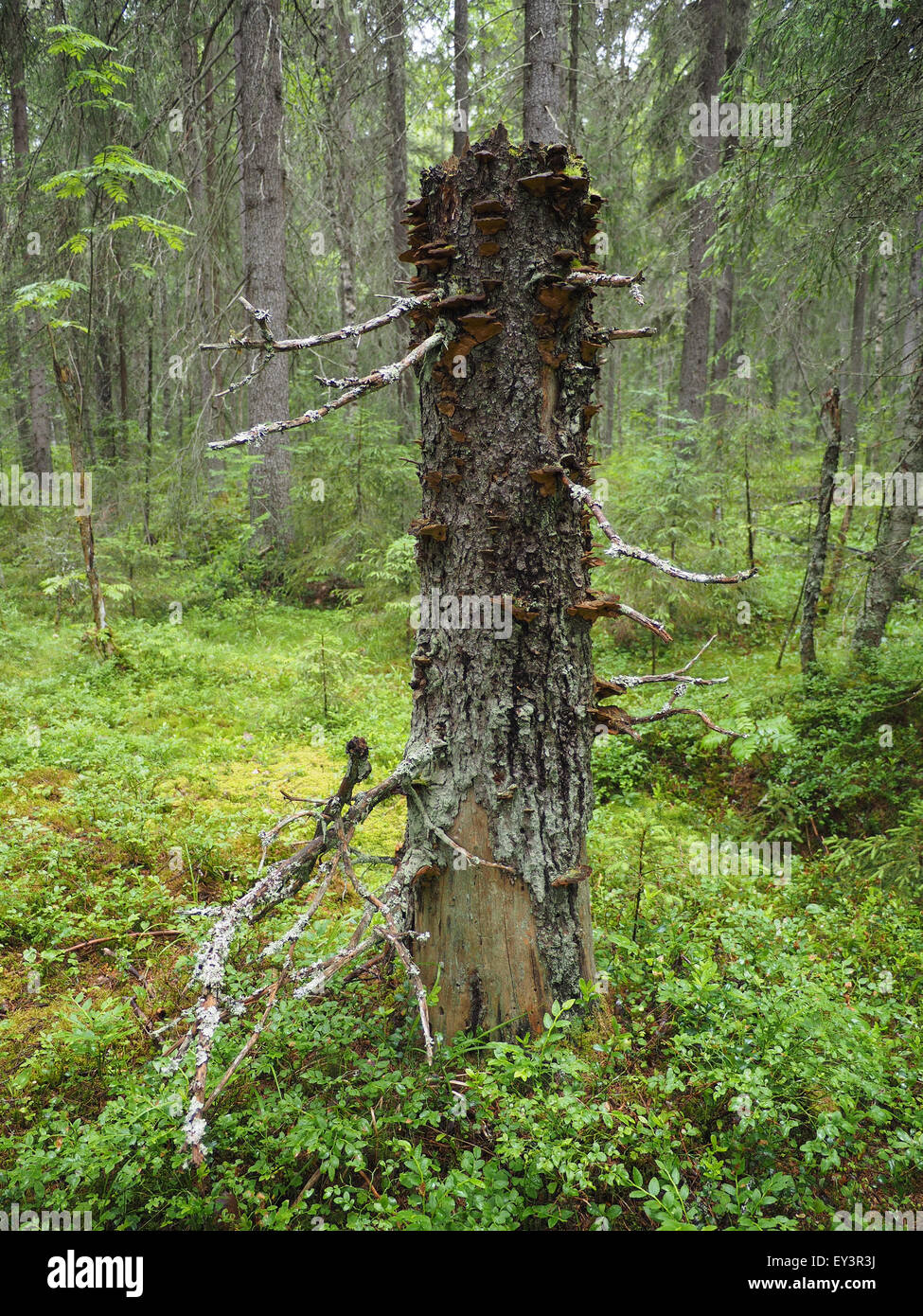 stump in the forest Stock Photo - Alamy