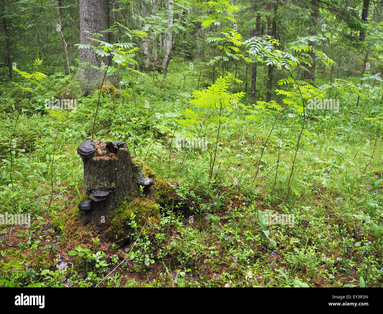 stump in the forest Stock Photo - Alamy