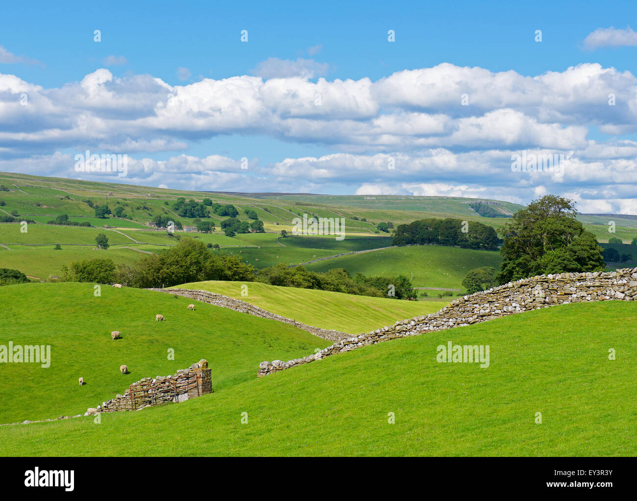 Farming landscape near Hawes, Wensleydale, Yorkshire Dales National ...