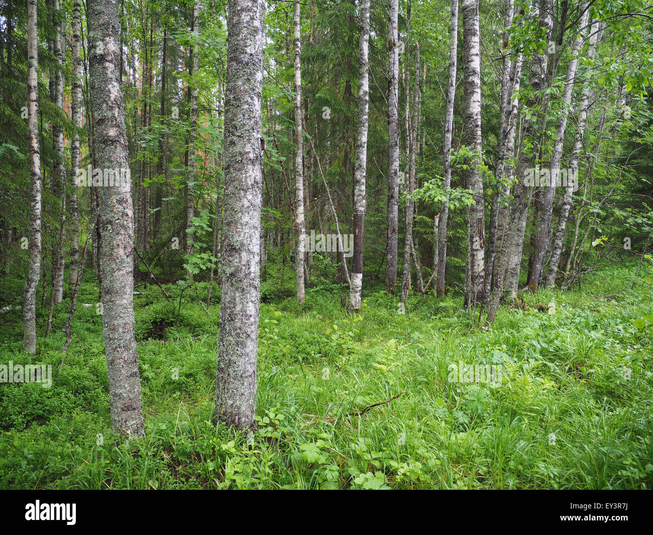 Taiga mountains hi-res stock photography and images - Alamy