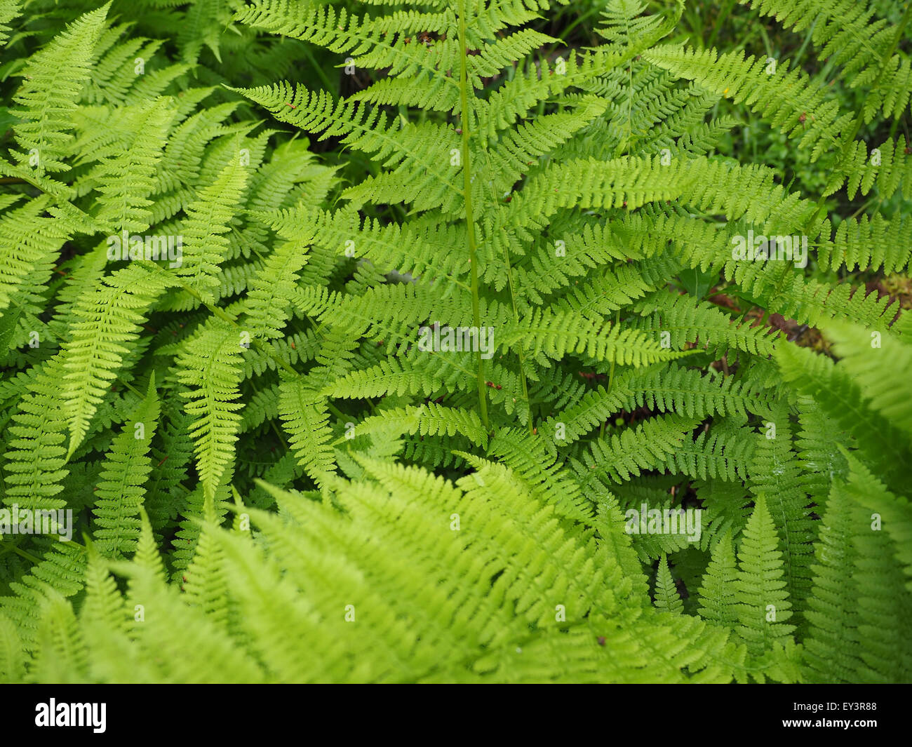 fern leaves in the forest Stock Photo - Alamy