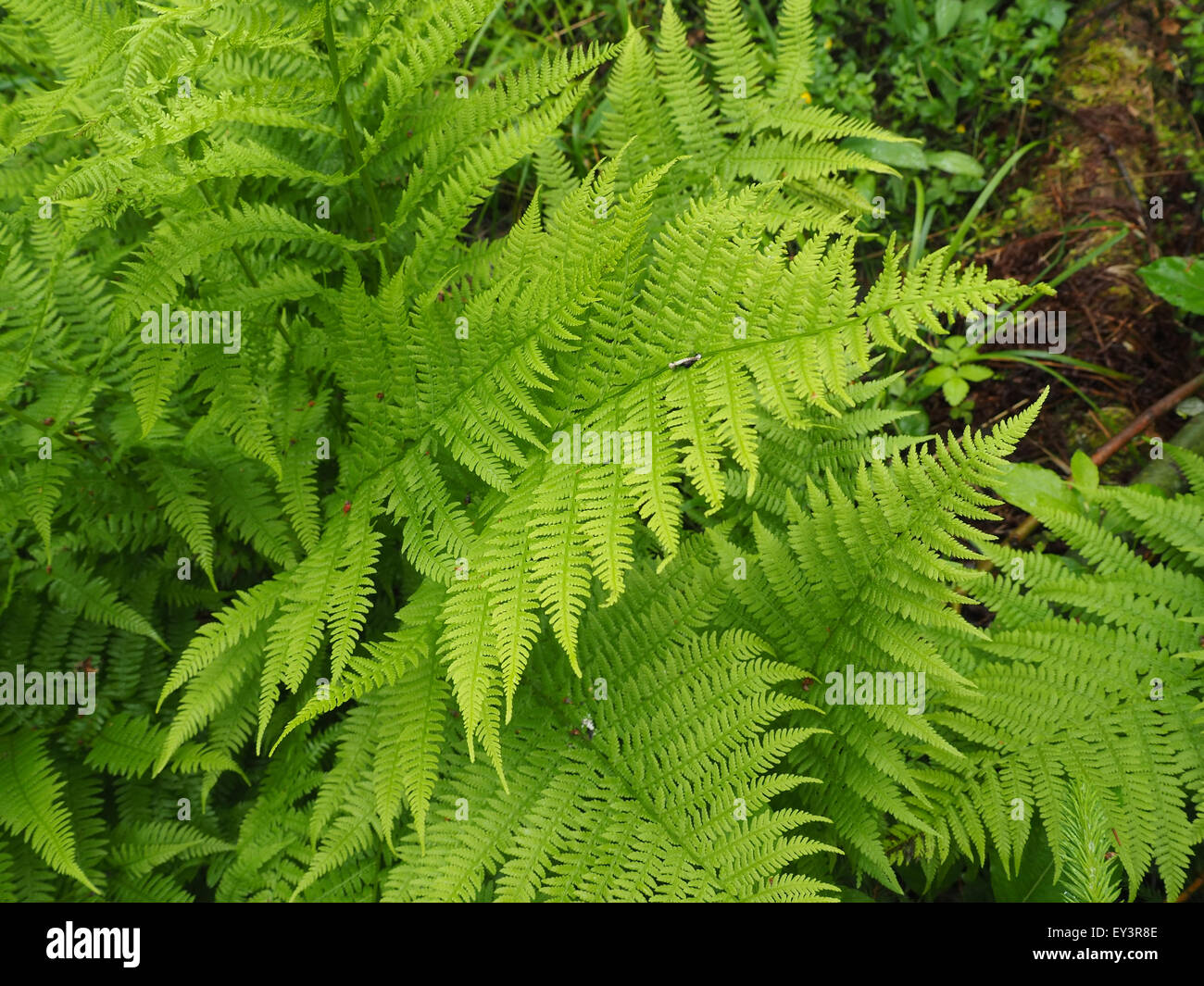 fern leaves in the forest Stock Photo - Alamy