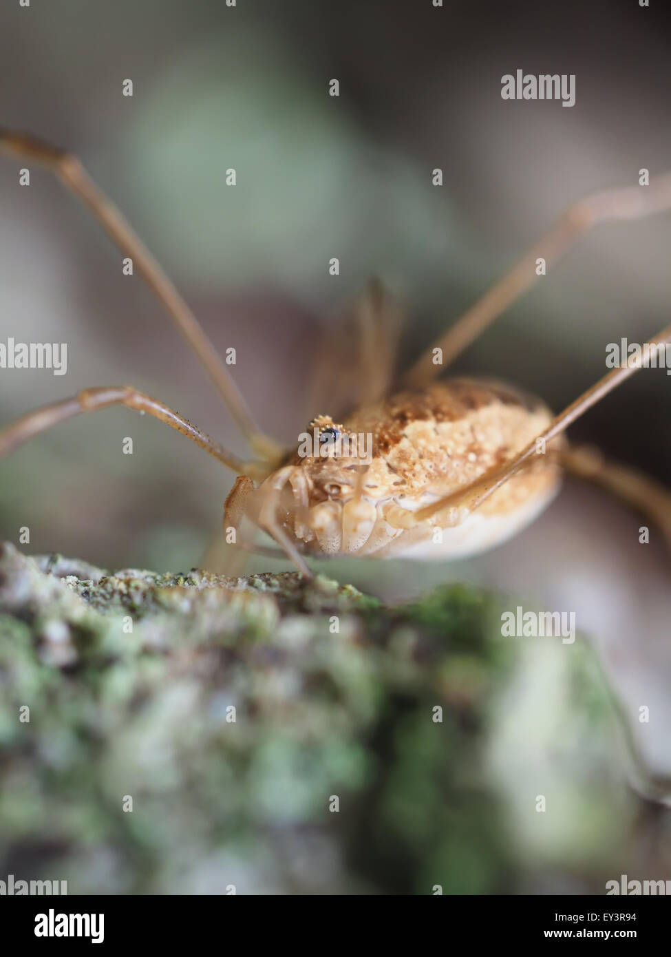 Opiliones spider hi-res stock photography and images - Alamy