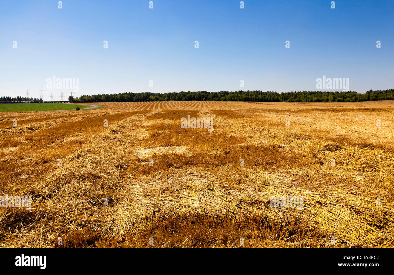 Cleaning wheat hi-res stock photography and images - Alamy