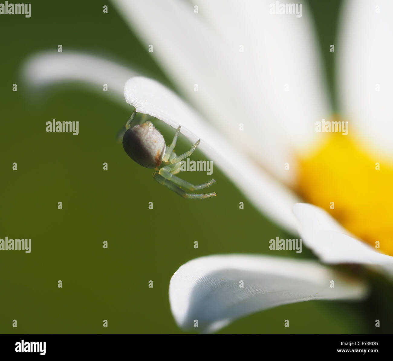 Spider on daisy petals Stock Photo - Alamy