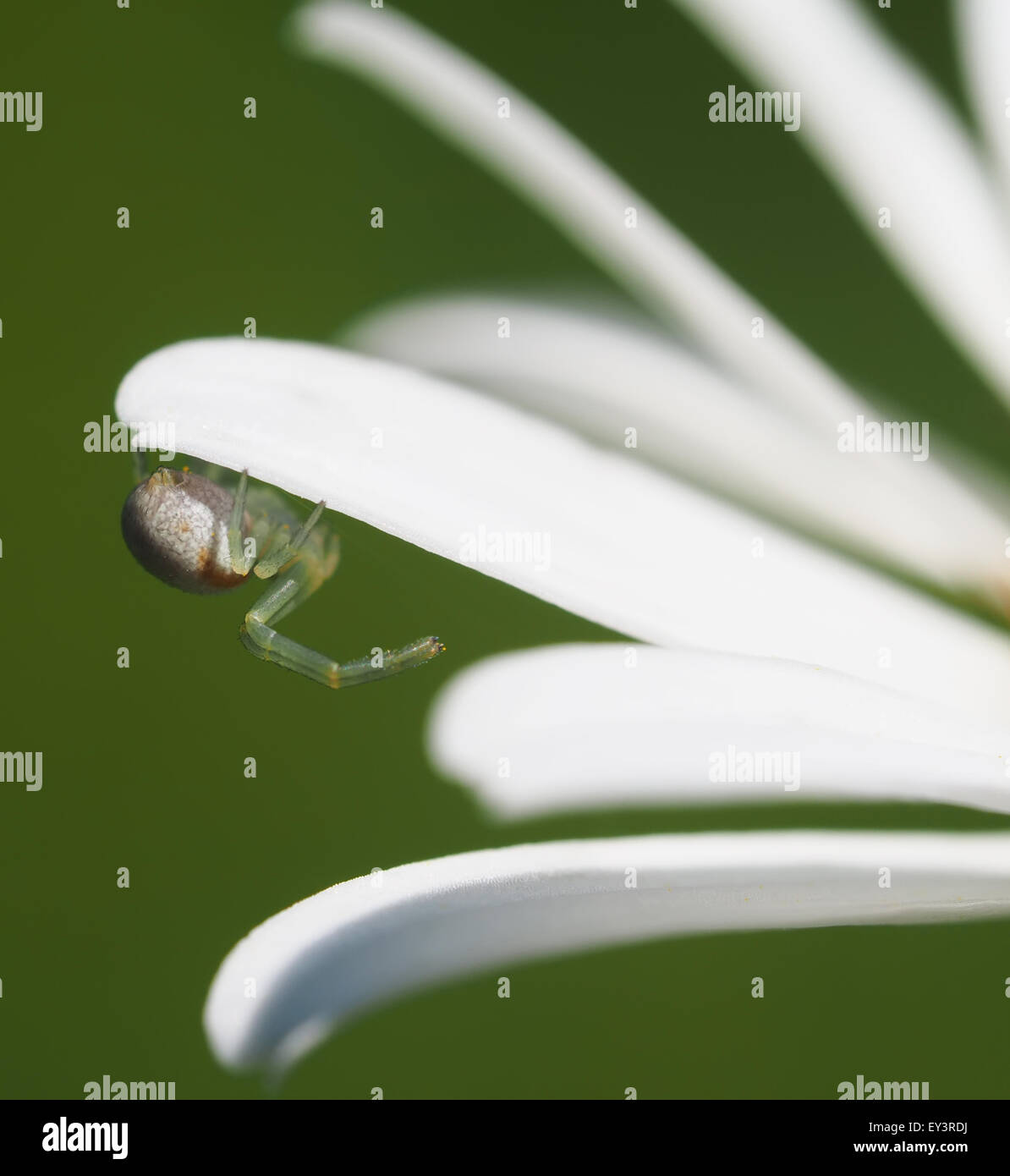 Spider on daisy petals Stock Photo - Alamy