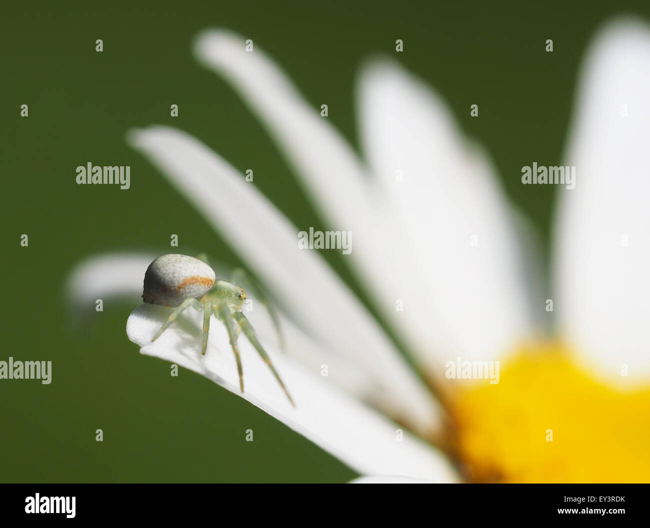 Spider on daisy petals Stock Photo - Alamy