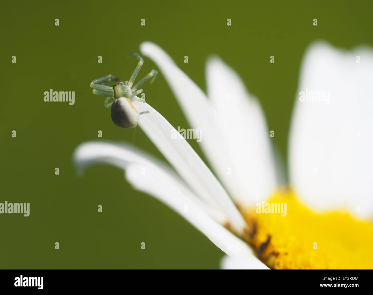 Spider on daisy petals Stock Photo - Alamy