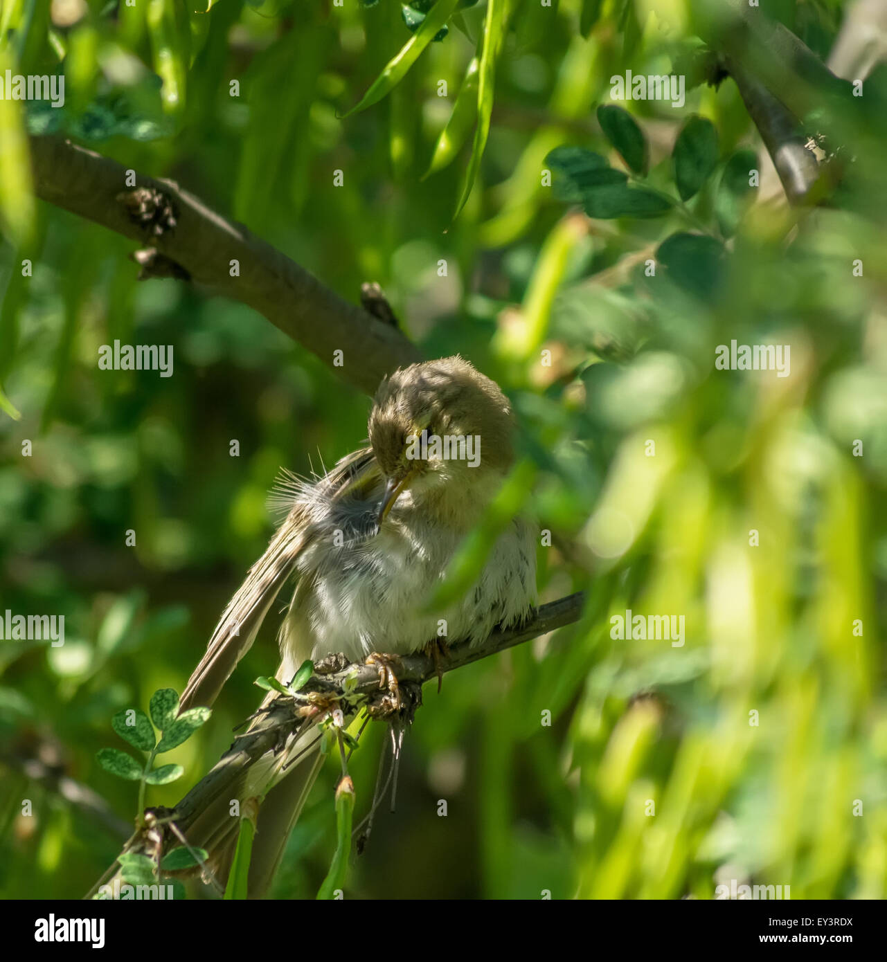 warbler bird on a tree Stock Photo - Alamy