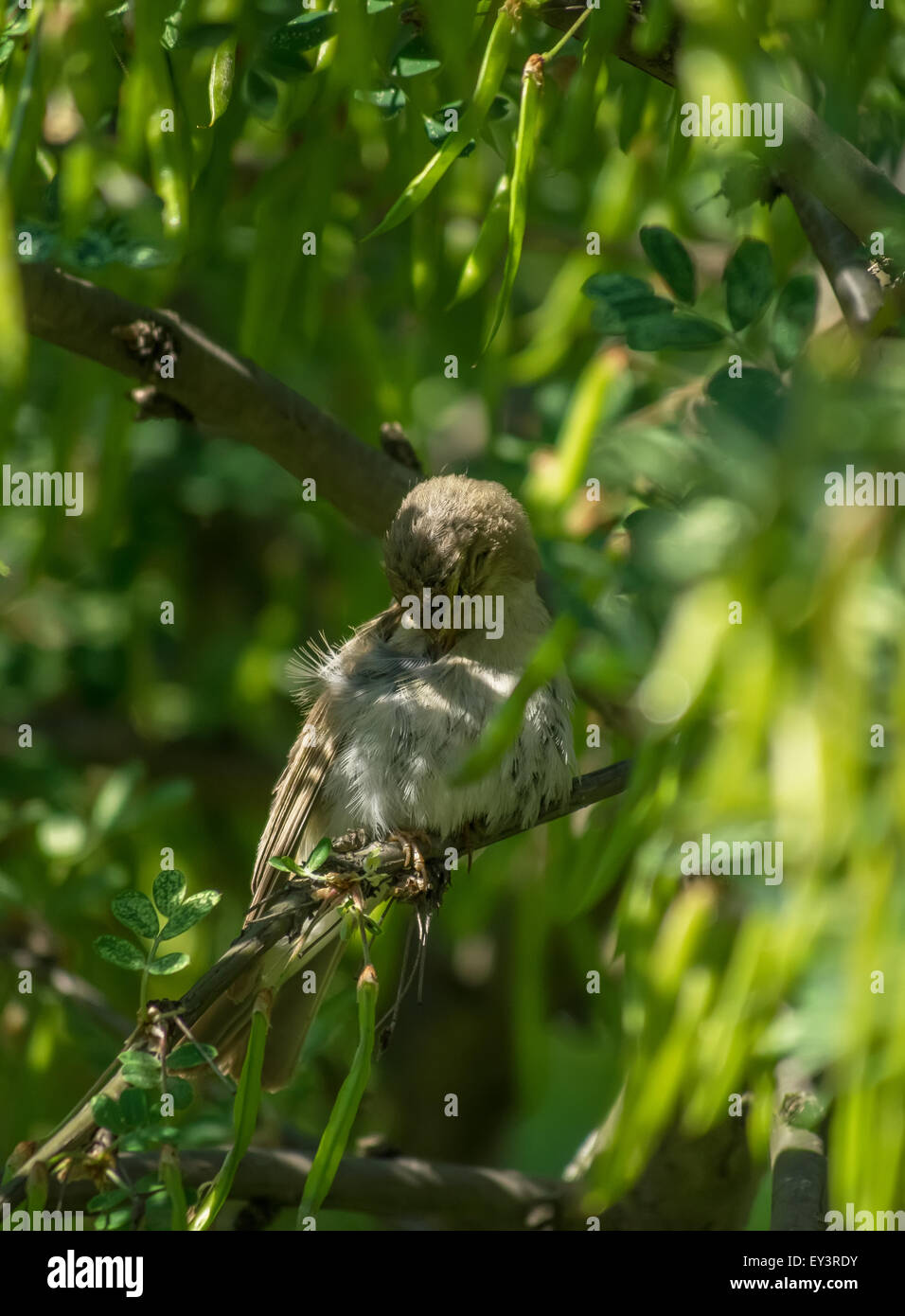 warbler bird on a tree Stock Photo - Alamy
