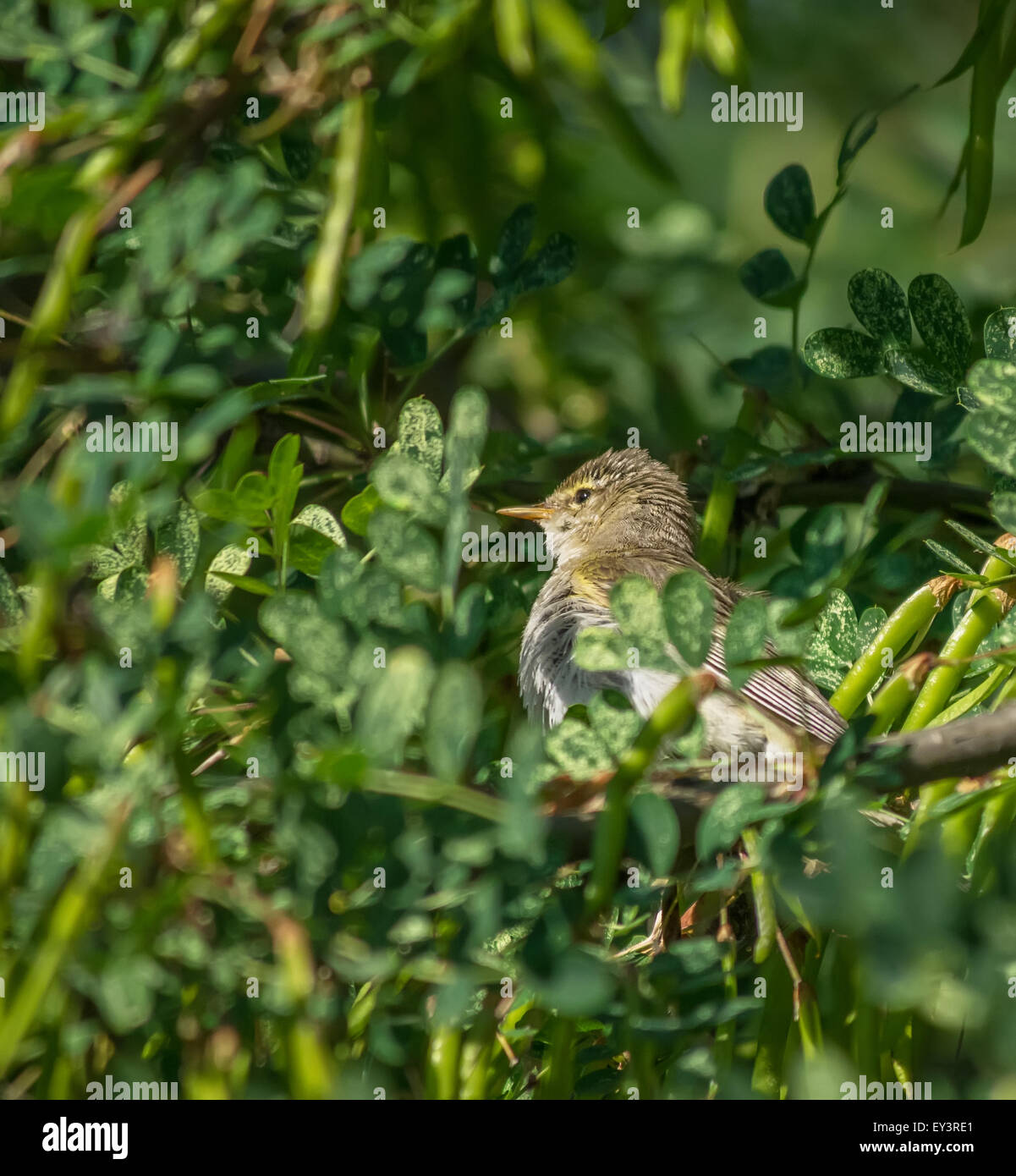 warbler bird on a tree Stock Photo - Alamy