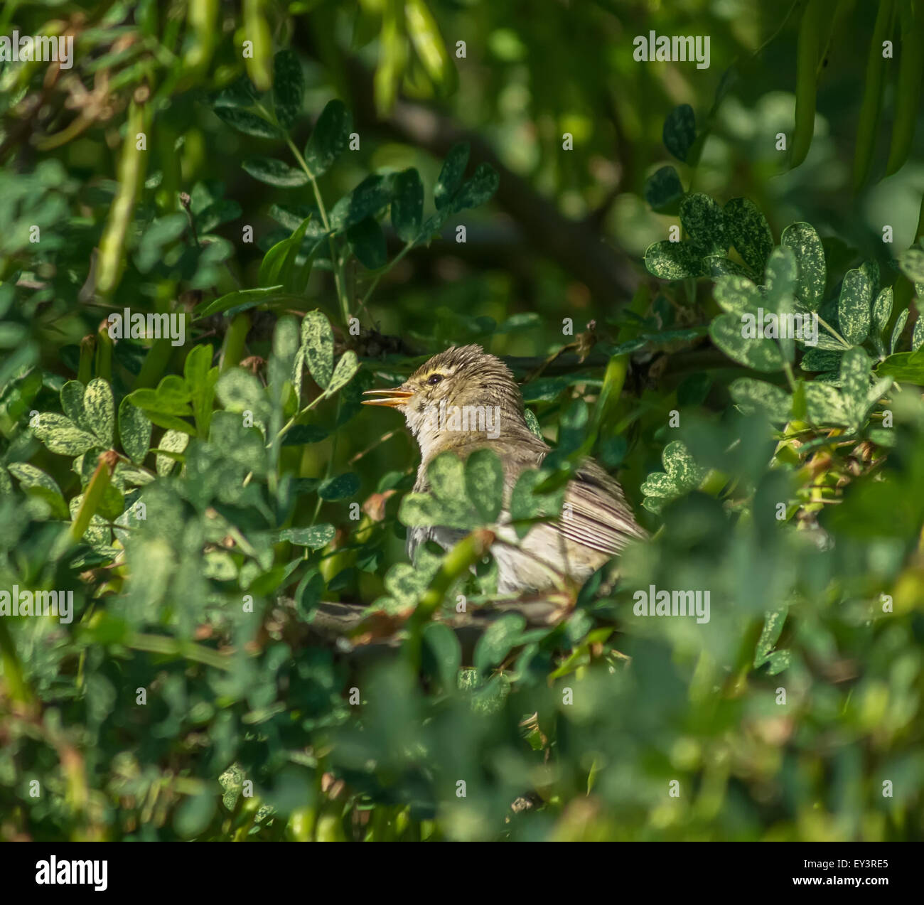 warbler bird on a tree Stock Photo - Alamy