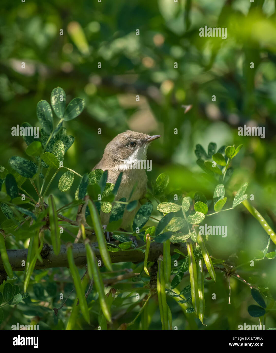 warbler bird on a tree Stock Photo - Alamy
