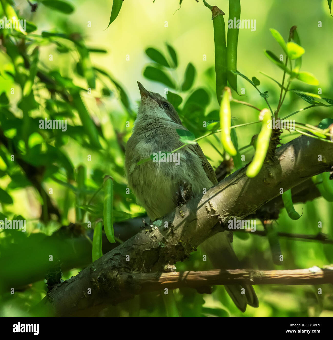 warbler bird on a tree Stock Photo - Alamy