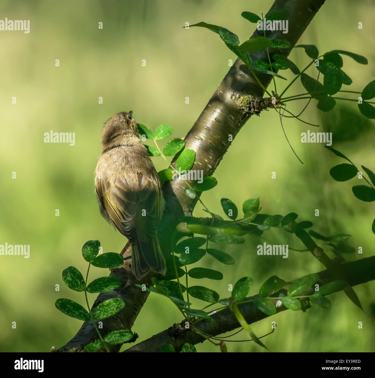 Sparrow on a tree Stock Photo - Alamy