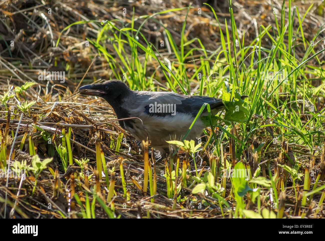 crow on grass Stock Photo - Alamy