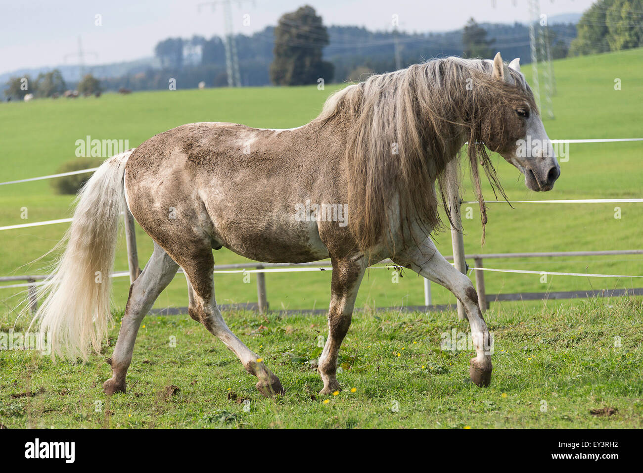 Pure Spanish Horse, Andalusian. Dirty, former gray, stallion after a ...