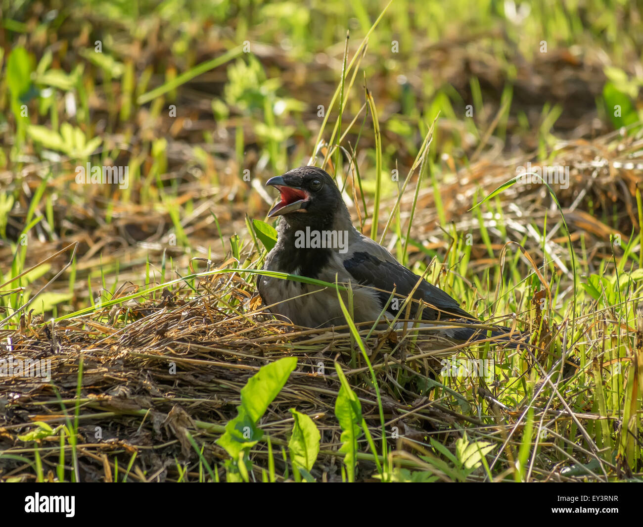 crow on grass Stock Photo - Alamy