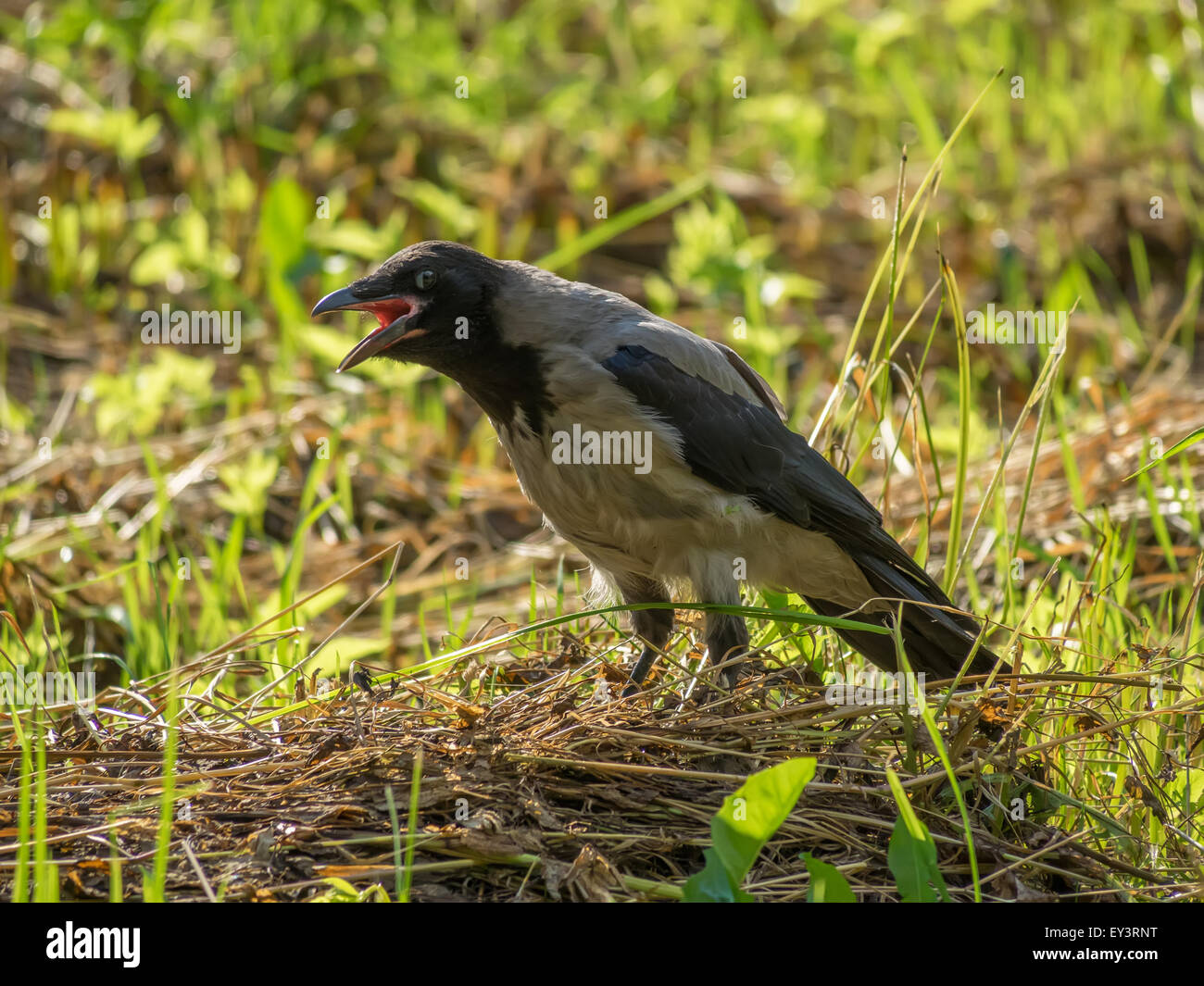 crow on grass Stock Photo - Alamy