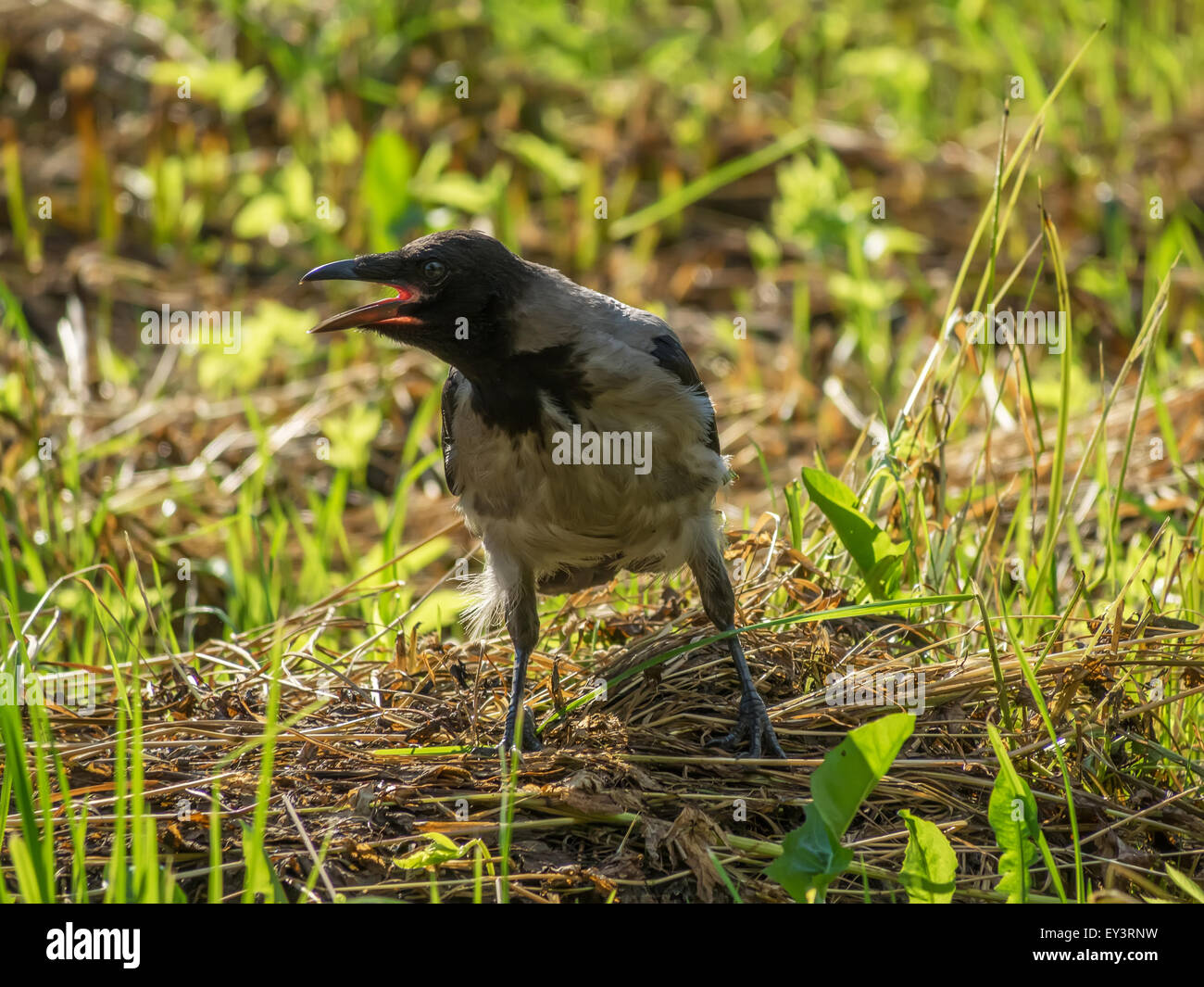 crow on grass Stock Photo - Alamy
