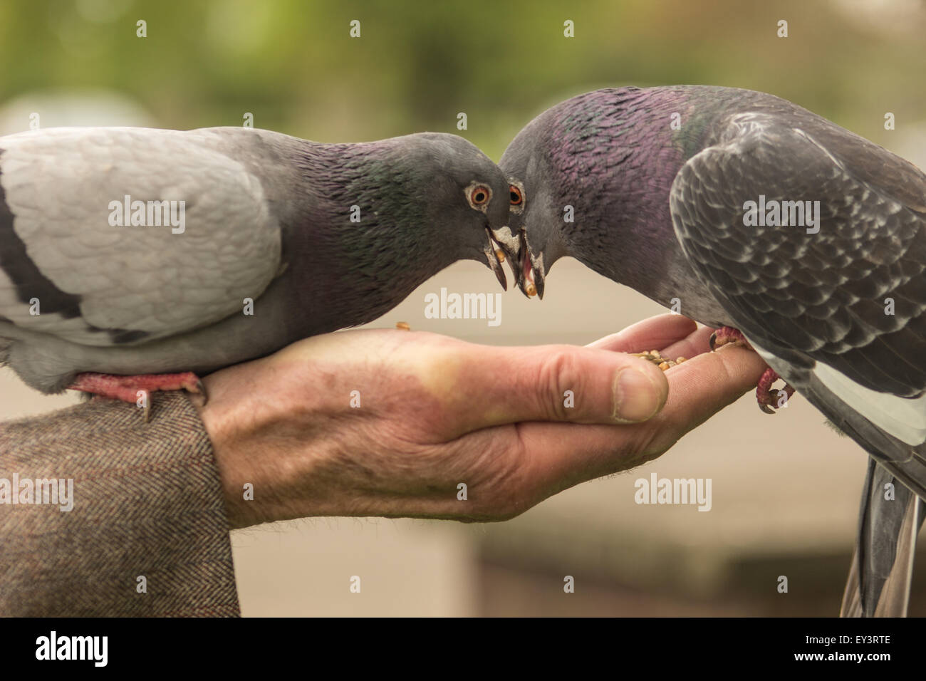 Feeding the birds Stock Photo - Alamy